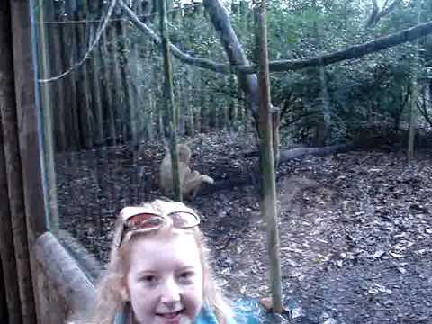 Anna & Curious George the Gibbon - YouTube