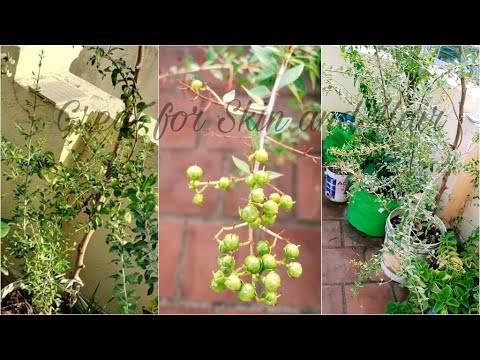 HENNA PLANTATION | GARDENING | MARUDHANI CHEDI USES | PROPAGATION ...