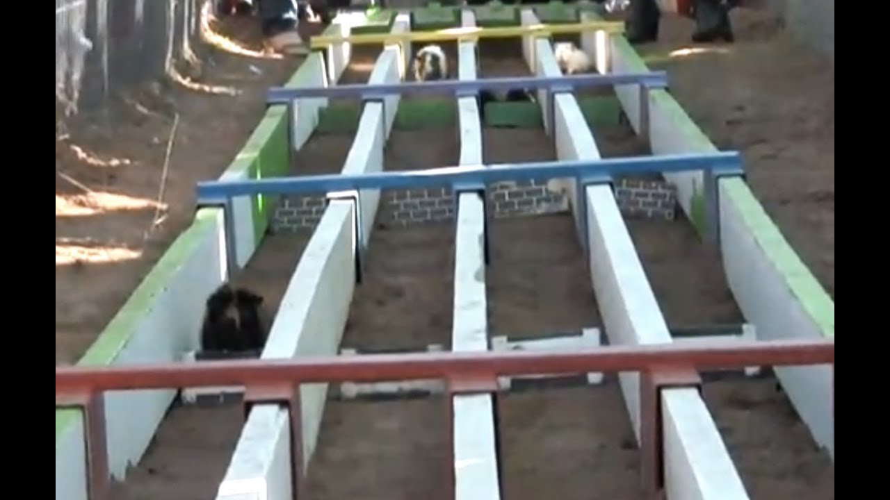 Pinnacle Guinea Pig Race - YouTube