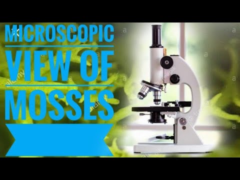 View of moss under the microscope🔬 & slide preparation - YouTube