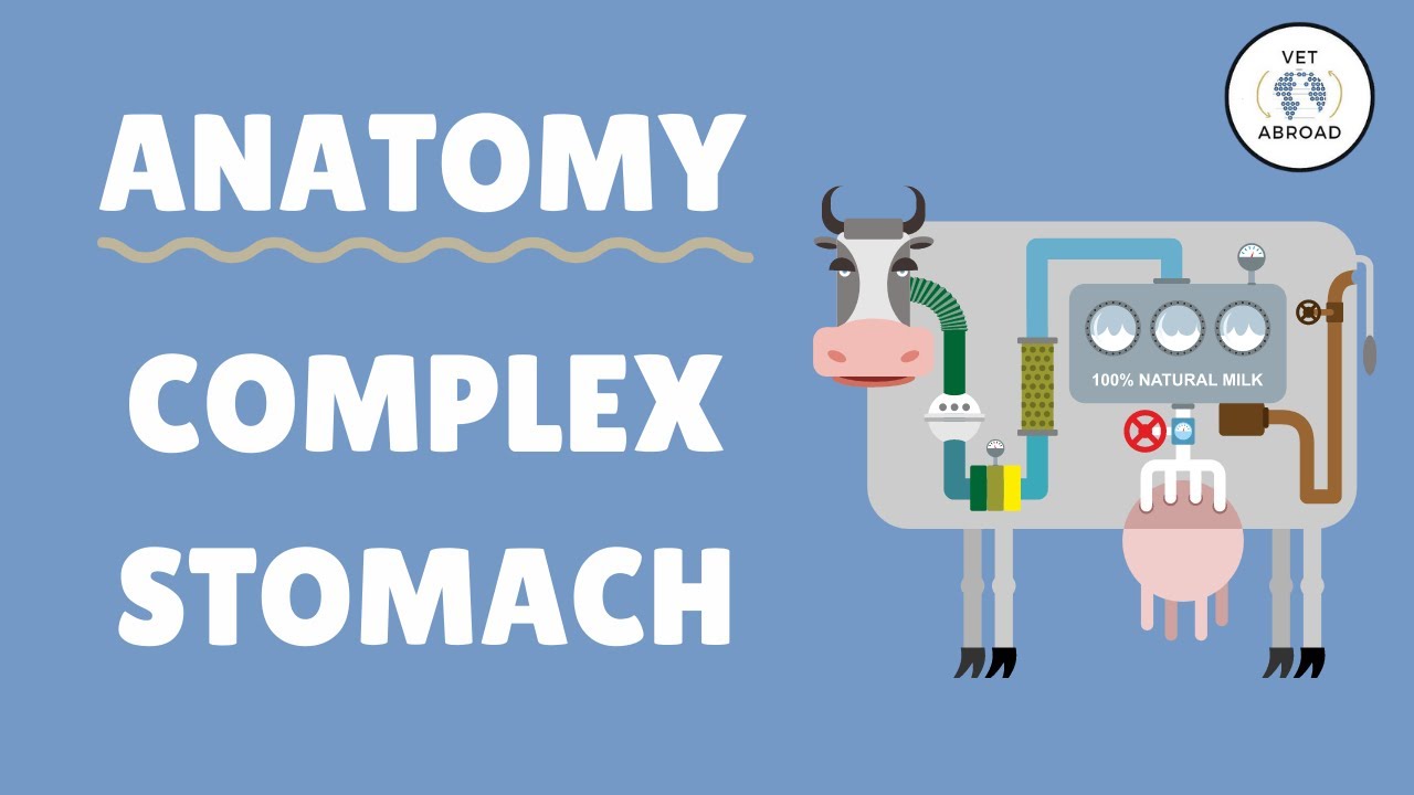 Anatomy of the Ruminant Stomach | Cow, Goat, Sheep - YouTube
