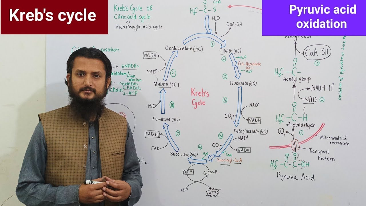 Kreb's cycle | pyruvic acid oxidation | Citric acid cycle ...