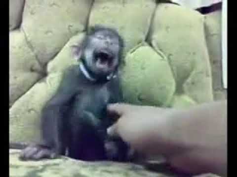 Komik gülen maymun😅