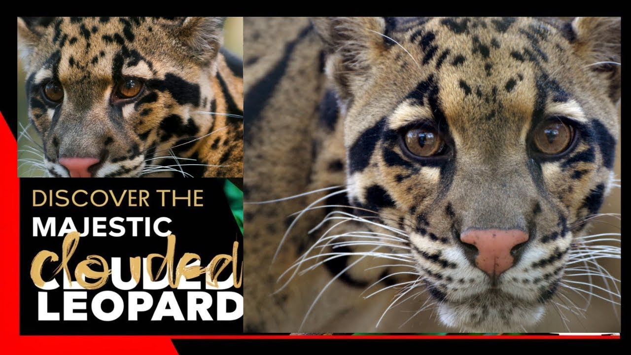 The Clouded Leopard - YouTube