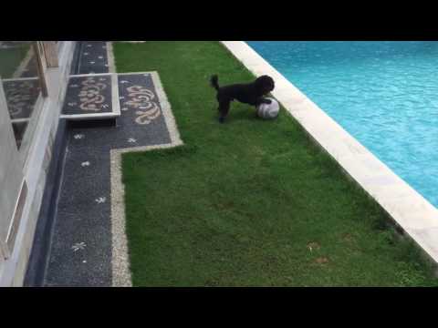 Toto the dog loves his ball