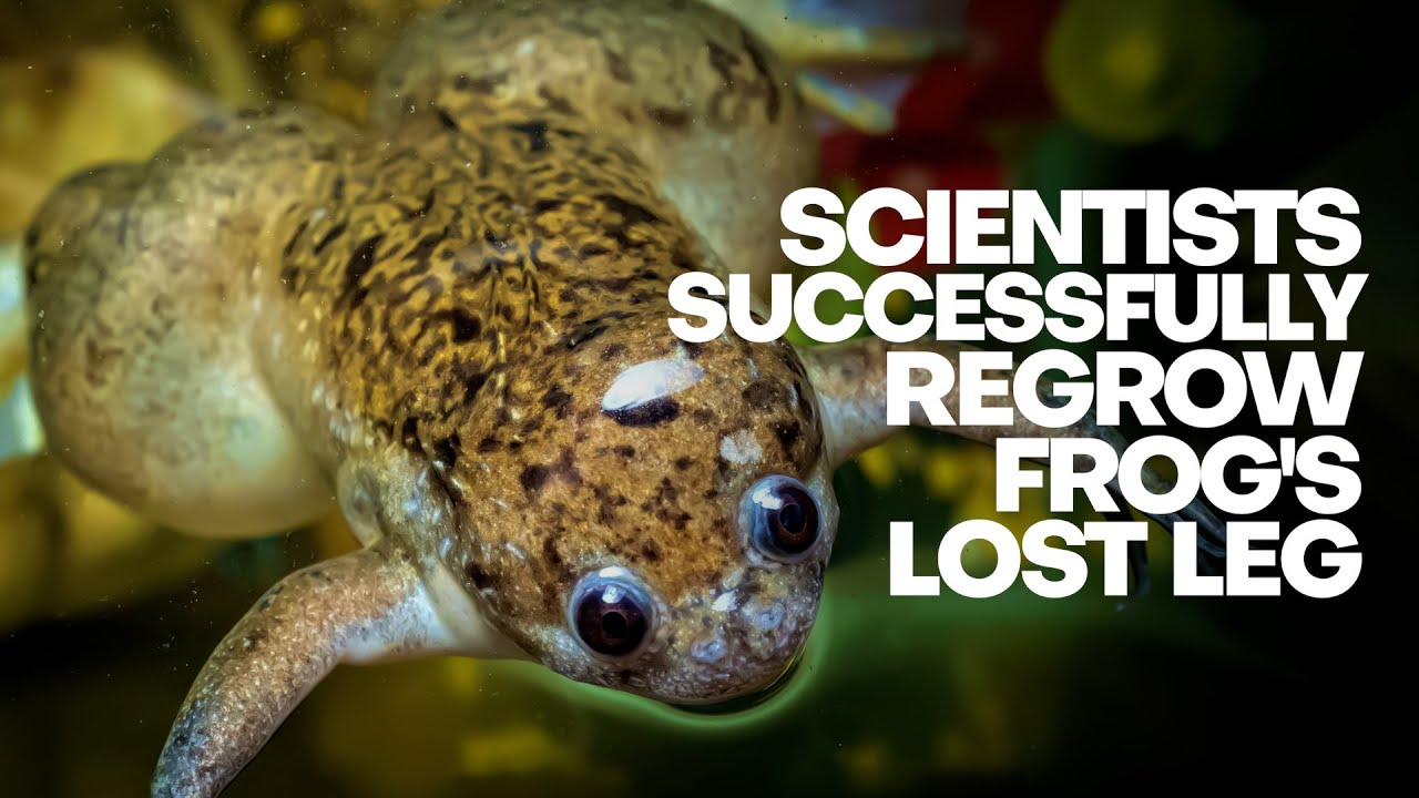 Scientists Successfully Regrow Frog's Lost Leg - YouTube