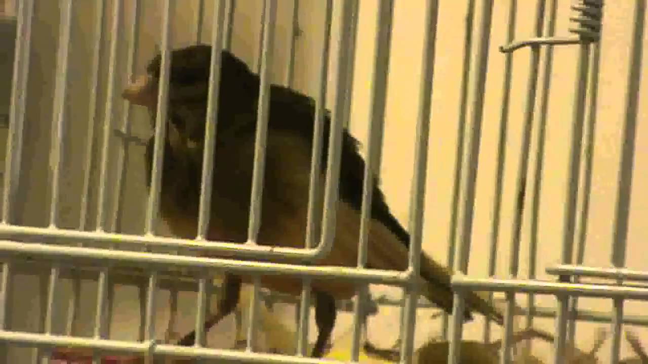 MY RUSSIAN CANARY KUWAIT 99402246 - YouTube