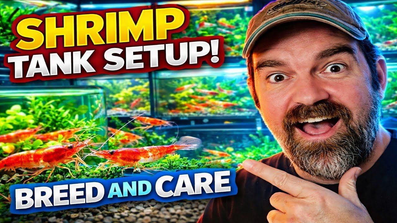 November Shrimp Room Tour – Breeding, Culling, and Tank Updates! - YouTube