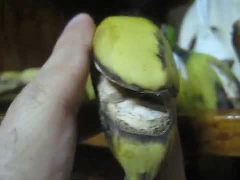 Alien Banana