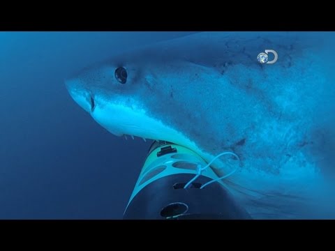 Too Close For Comfort: Watch Shark Attacking Underwater Camera - YouTube