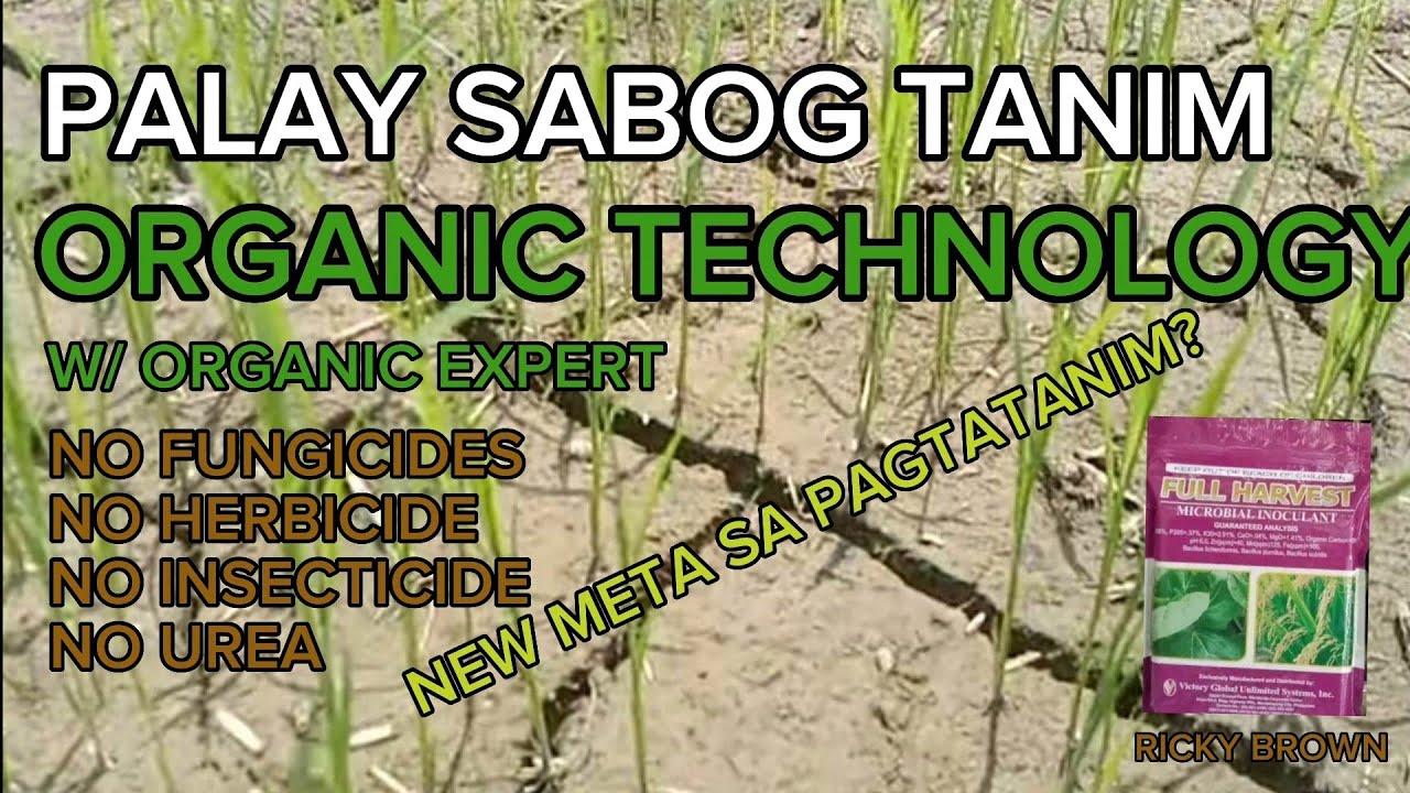 PALAY SABOG TANIM PART2 (rice) GENERAL NAKAR - YouTube