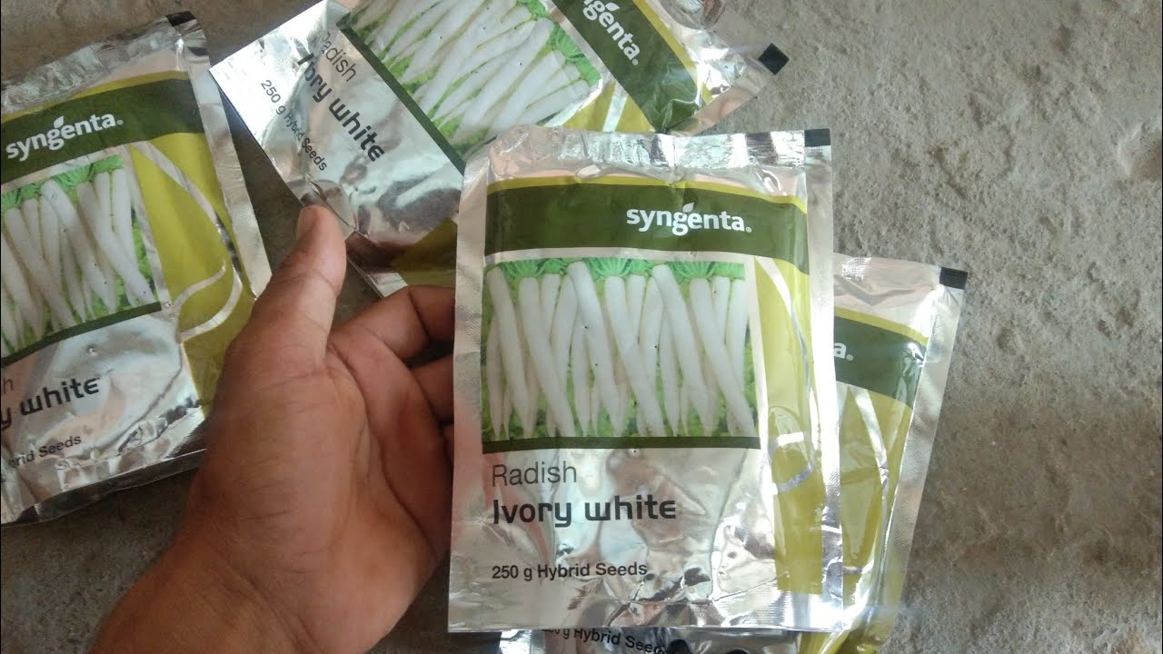 Syngenta Radish Ivory White Hybrid Seeds/मूली hybrid Seeds - YouTube