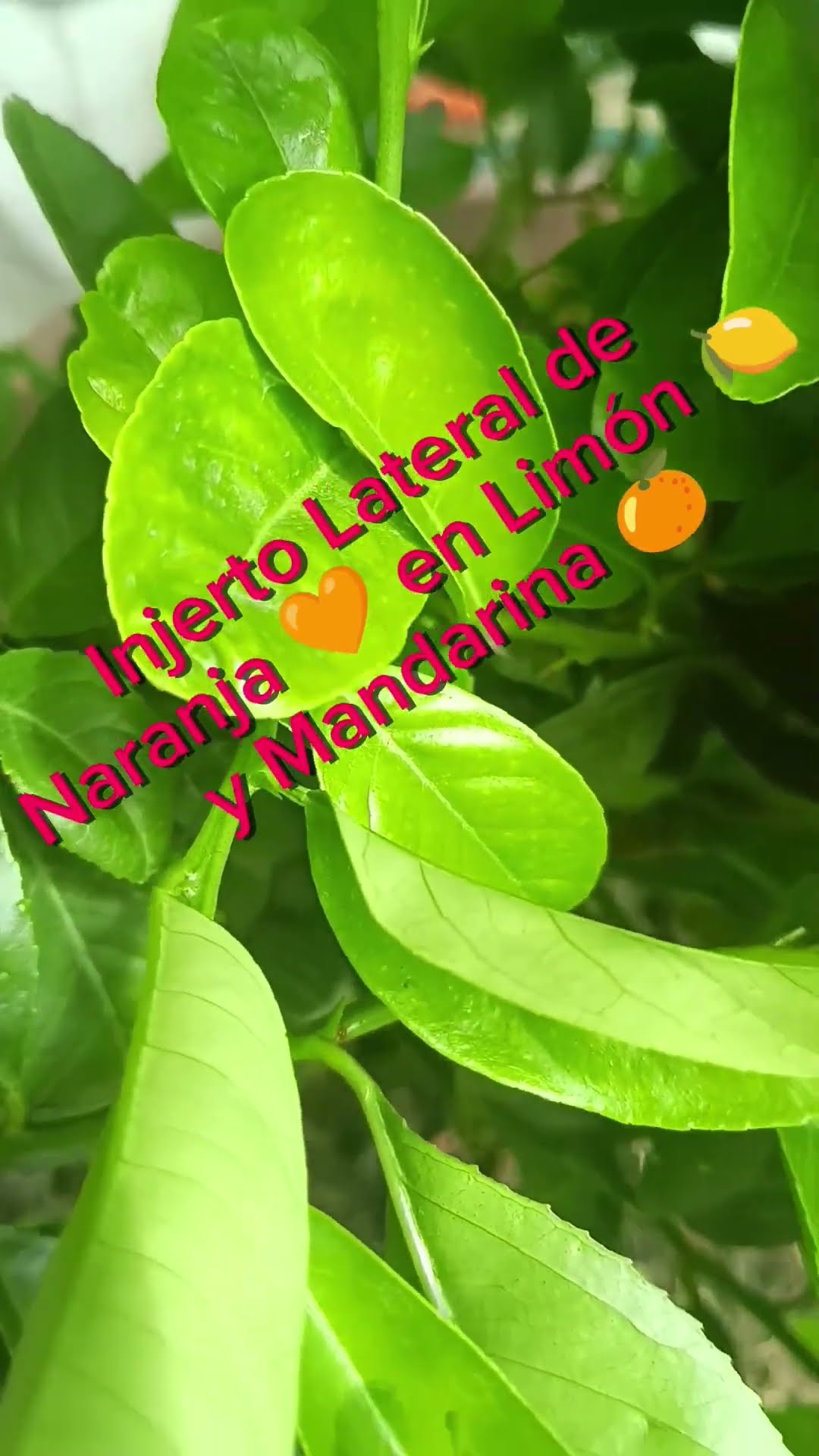 Injerto lateral paso a paso de Naranja 🧡 en Limón 🍋 #shorts - YouTube