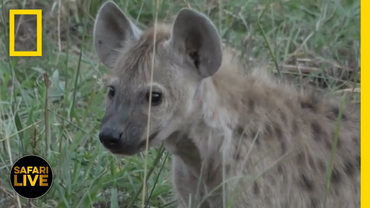 Safari Live - Day 316 | National Geographic - YouTube