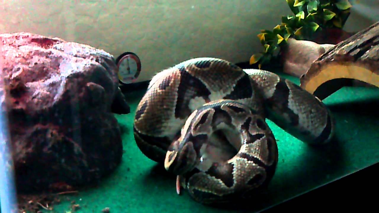 bobo the snake - YouTube