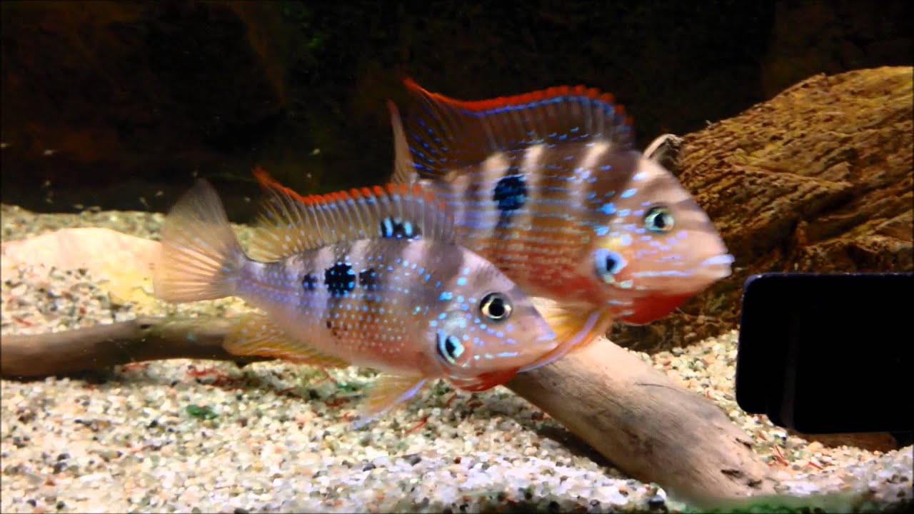 Thorichthys maculipinnis obrona młodych przed magnesem - YouTube