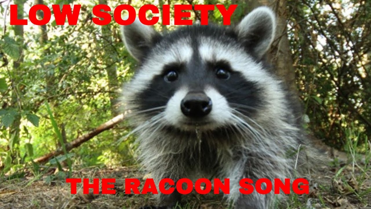 THE RACOON SONG| LOW SOCIETY LIVE @ THE WAREHOUSE 9/23/17 - YouTube