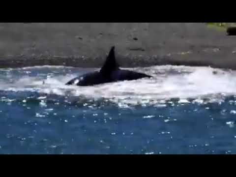 Orca cazando - YouTube