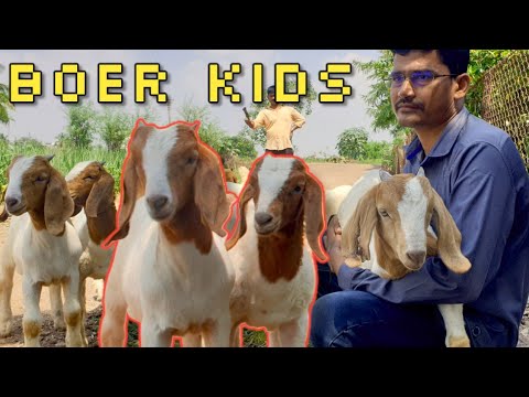Boer Kids In Pune Indrayani Boer Goat Farm - Full Active Boer Kids ...