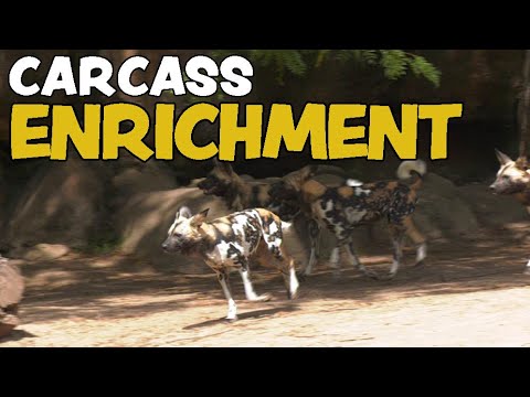 African Painted Dog Carcass Enrichment - YouTube
