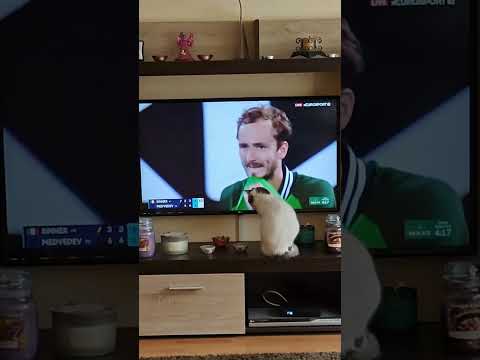 AO 2024, my cat is a big fan of the winner,the one and only Jannik ...