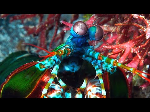 20 Fun Facts About Crustaceans - Discover Walks Blog