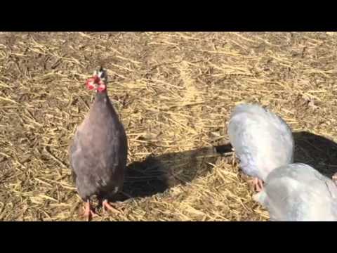 Male Guinea Fowl Sound - YouTube