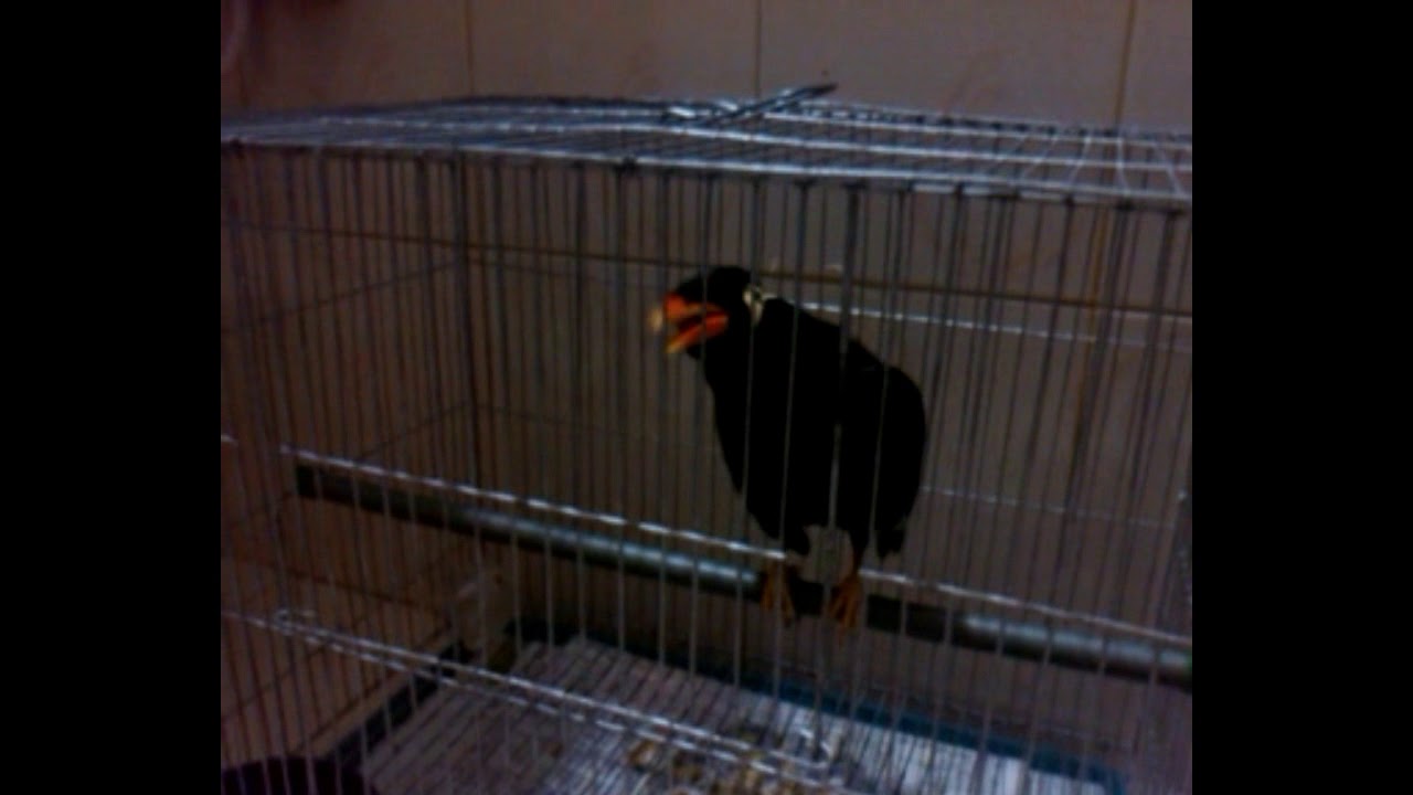 My pet (myna bird) - YouTube