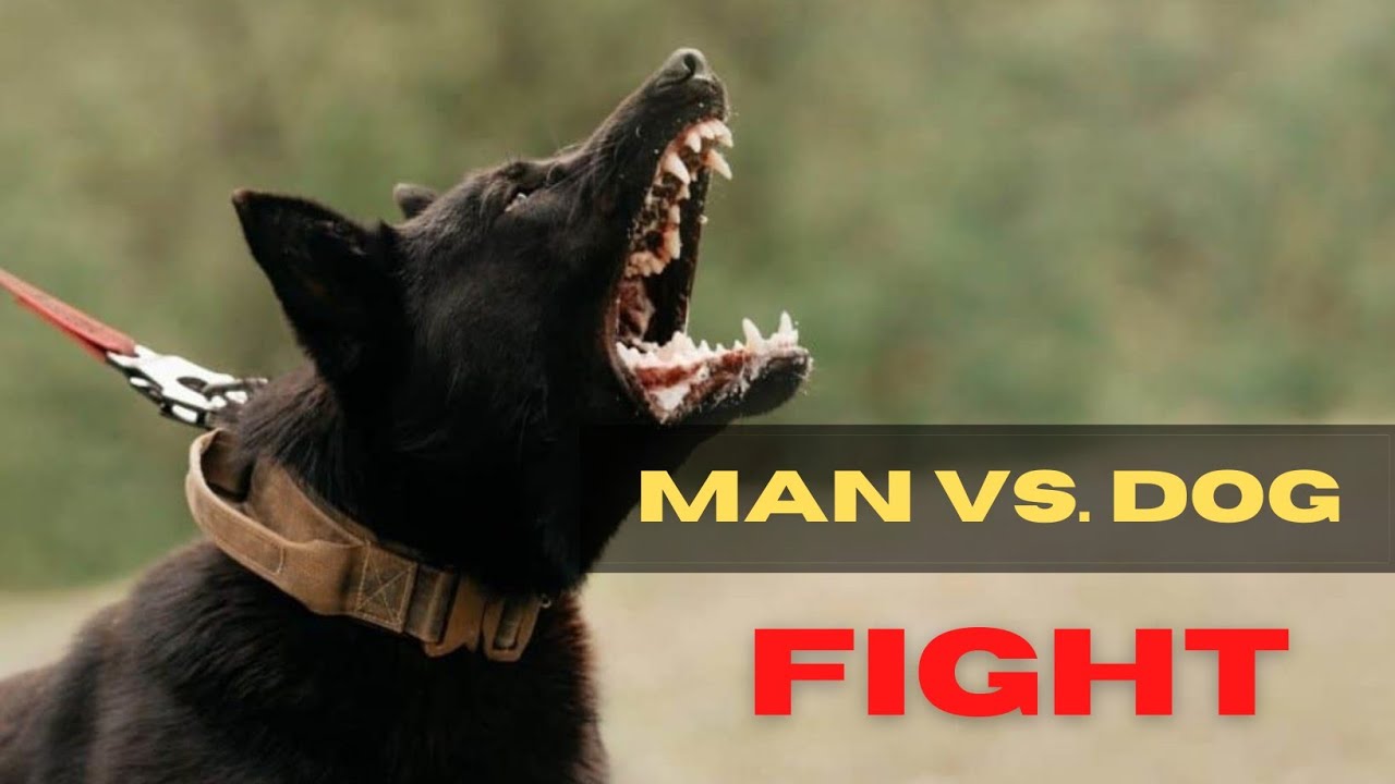 Scary fight between a man and a dog! Man vs. Dog | Dog Bite | Dangerous ...