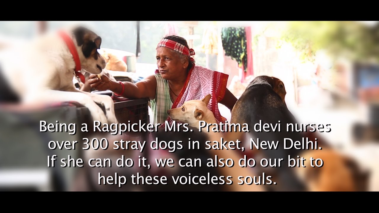 Pratima Devi aka the "Dog Lady of Delhi" Is A Shining Example Of What ...