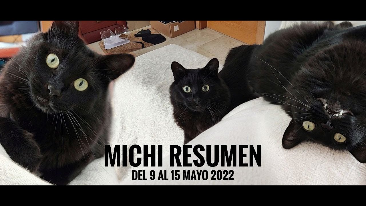 Michi resumen semanal. Del 9 al 15 de mayo 2022. - YouTube