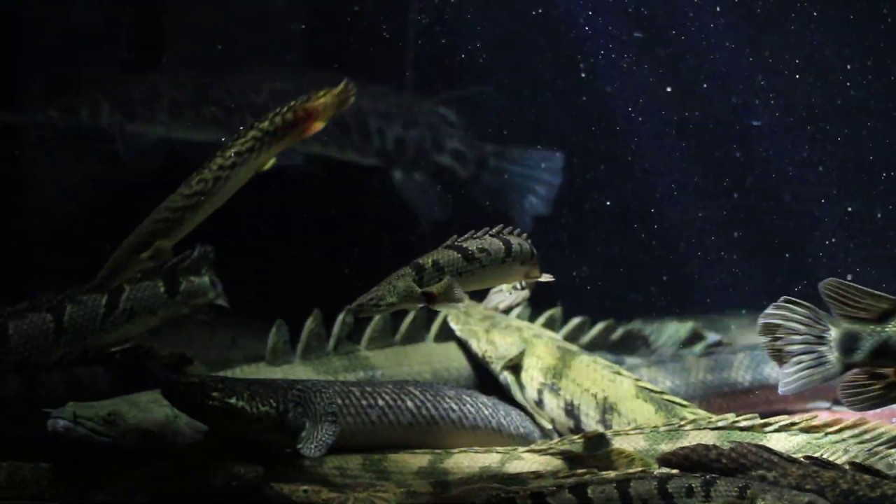 Polypterus community tank Update 2018/12/06 - YouTube