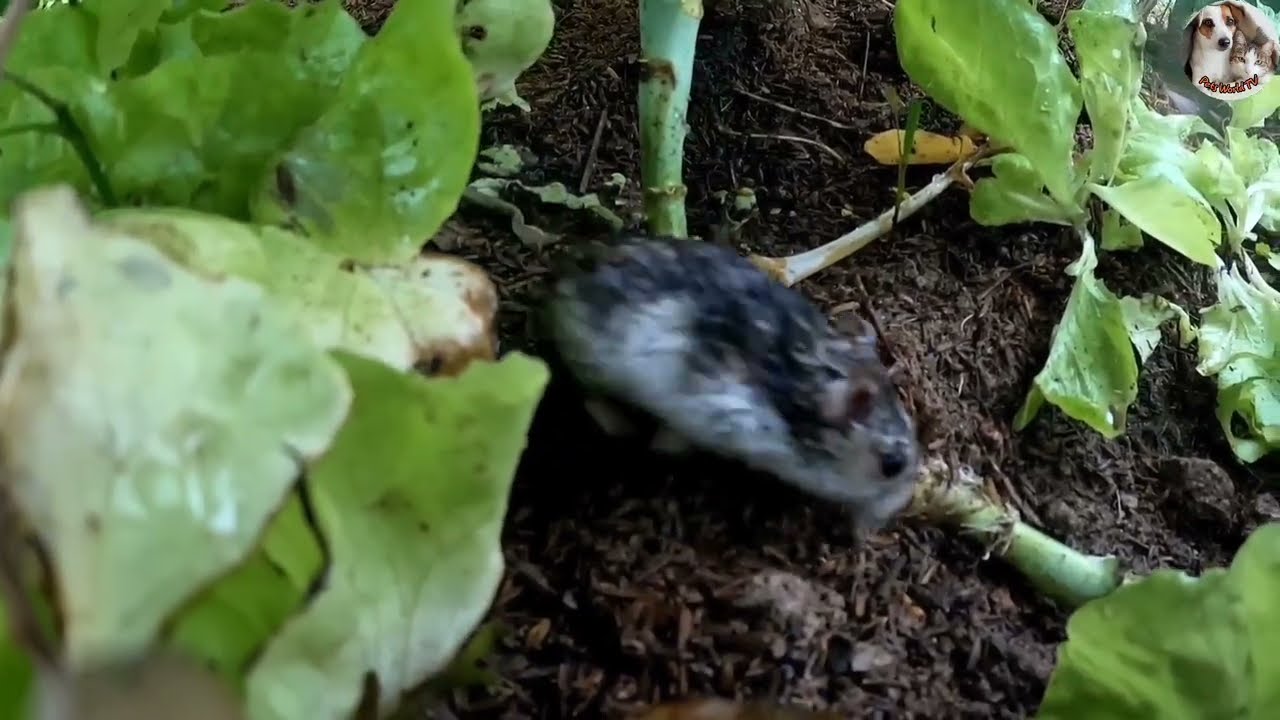 New Advanture Hamster In Wild How To Face With Predator | Pets World TV ...