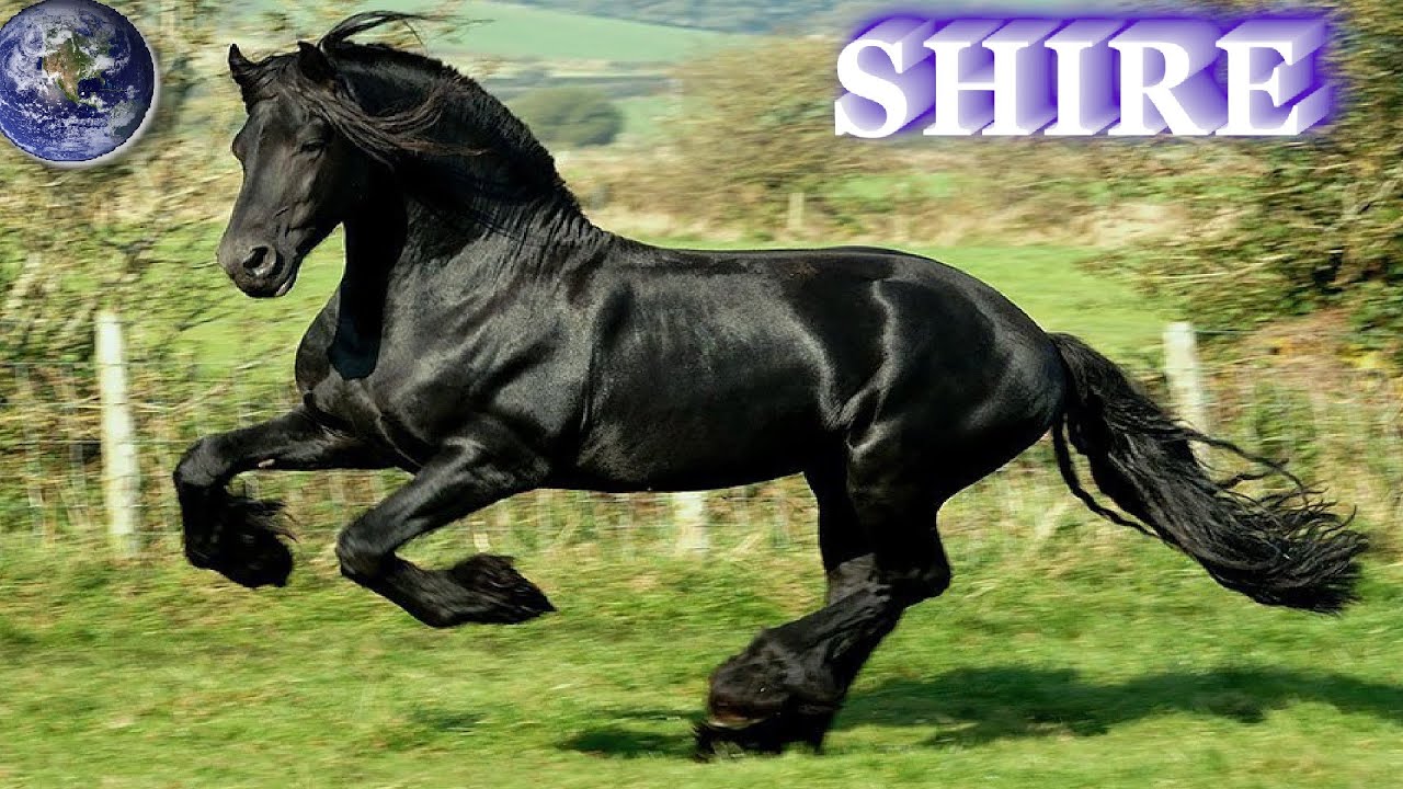 TOP Beautiful Shire in the World! - YouTube
