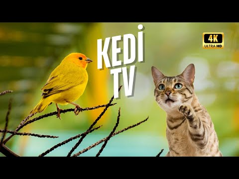 Kediler İçin TV 😺 Kuş Sesleri ve Görüntüleri 🐦 4K HDR 60FPS