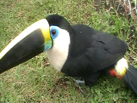 Toucan steals my glasses and then gets a bit aggressive ! - YouTube