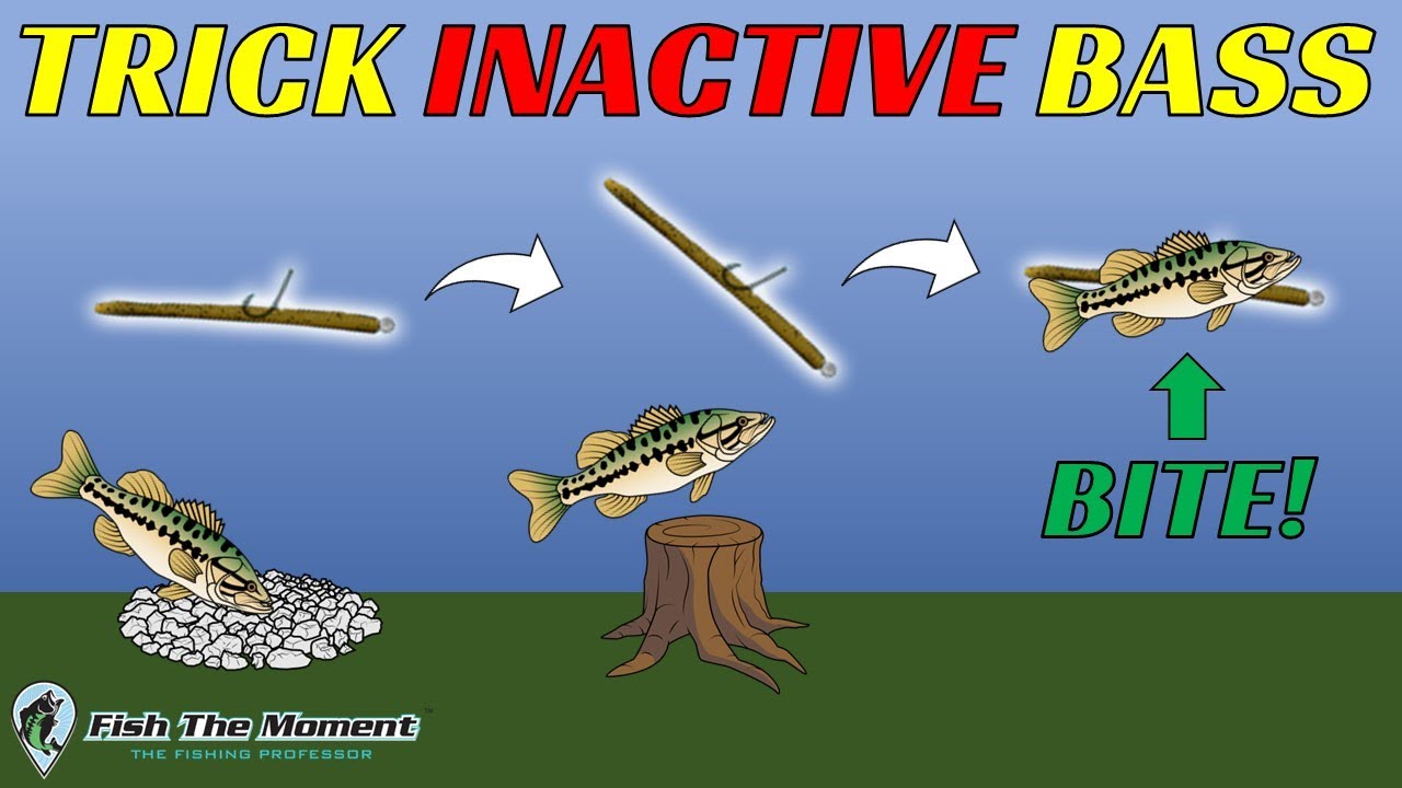 How To Fish a Neko Rig for Bass | Neko Rig Basics 101 - YouTube