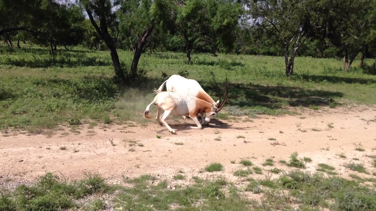 scimitar oryx fight, must see!!! - YouTube