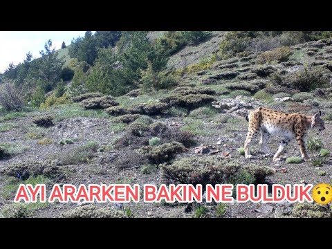 MAHALLEYE GELEN AYIYI ARIYORUZ😯#ayı #bear #wildanimals #wildanimal #artvin #vaşak #domuzavi #pig 