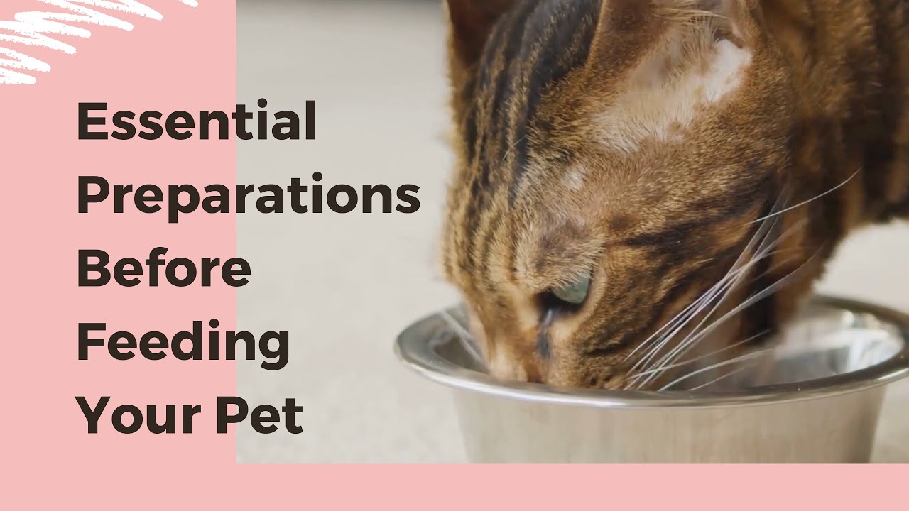 Essential Preparations Before Feeding Your Pet | Pet Care Tips - YouTube