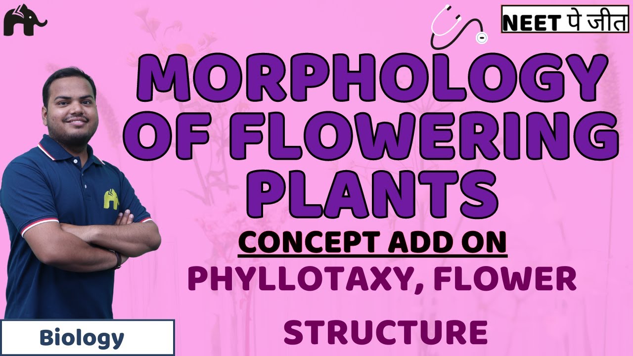 Morphology of Flowering Plants Class 11 Biology NEET | Roots Stem ...