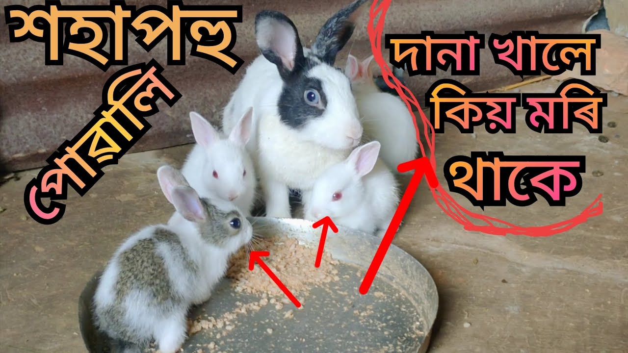 শহাপহুৰ পোৱালি কিয় মৰি যায় । Baby Rabbit treatment । Rabbit farming ...