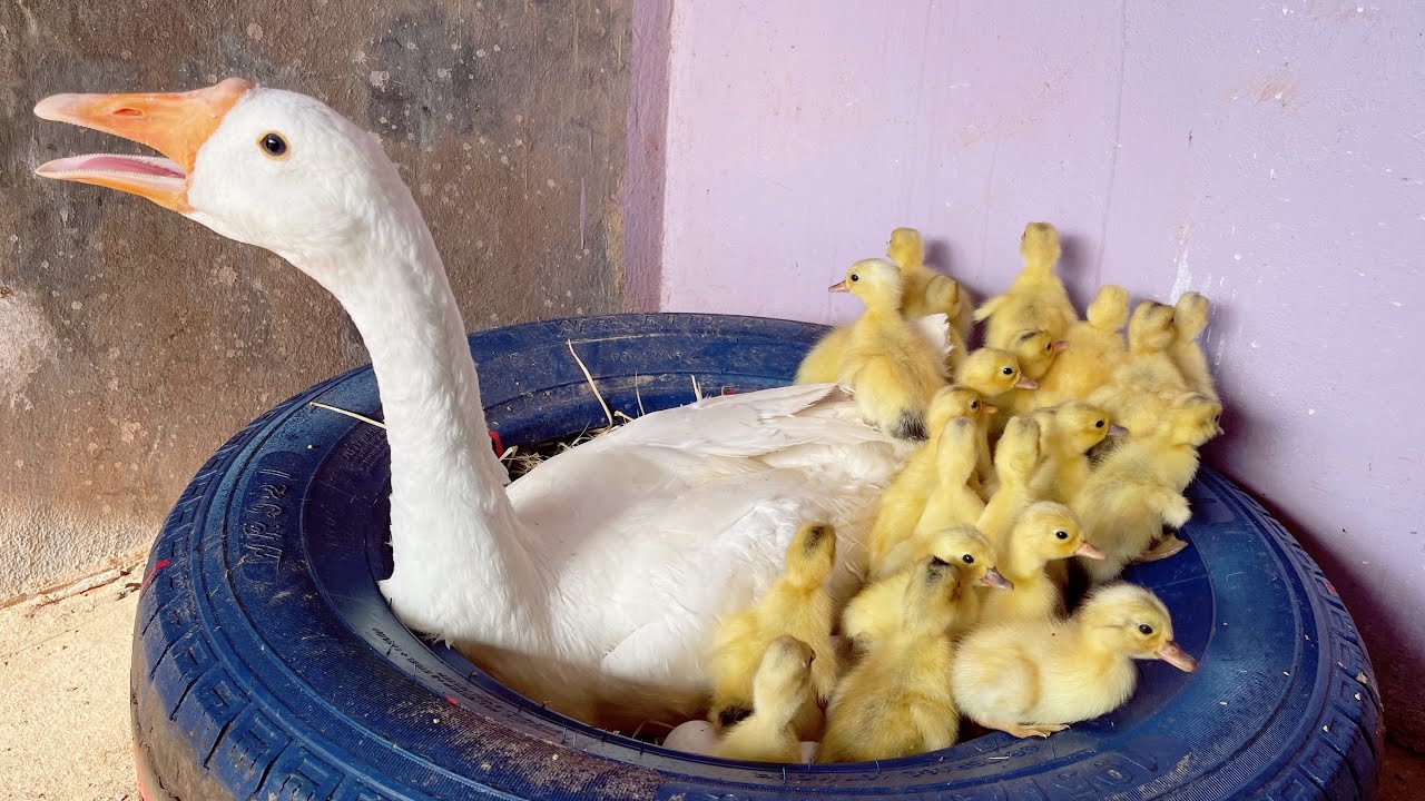 Amazing Pekin 20 Yellow Duckling Hatching From Eggs - Nee Cute Baby ...
