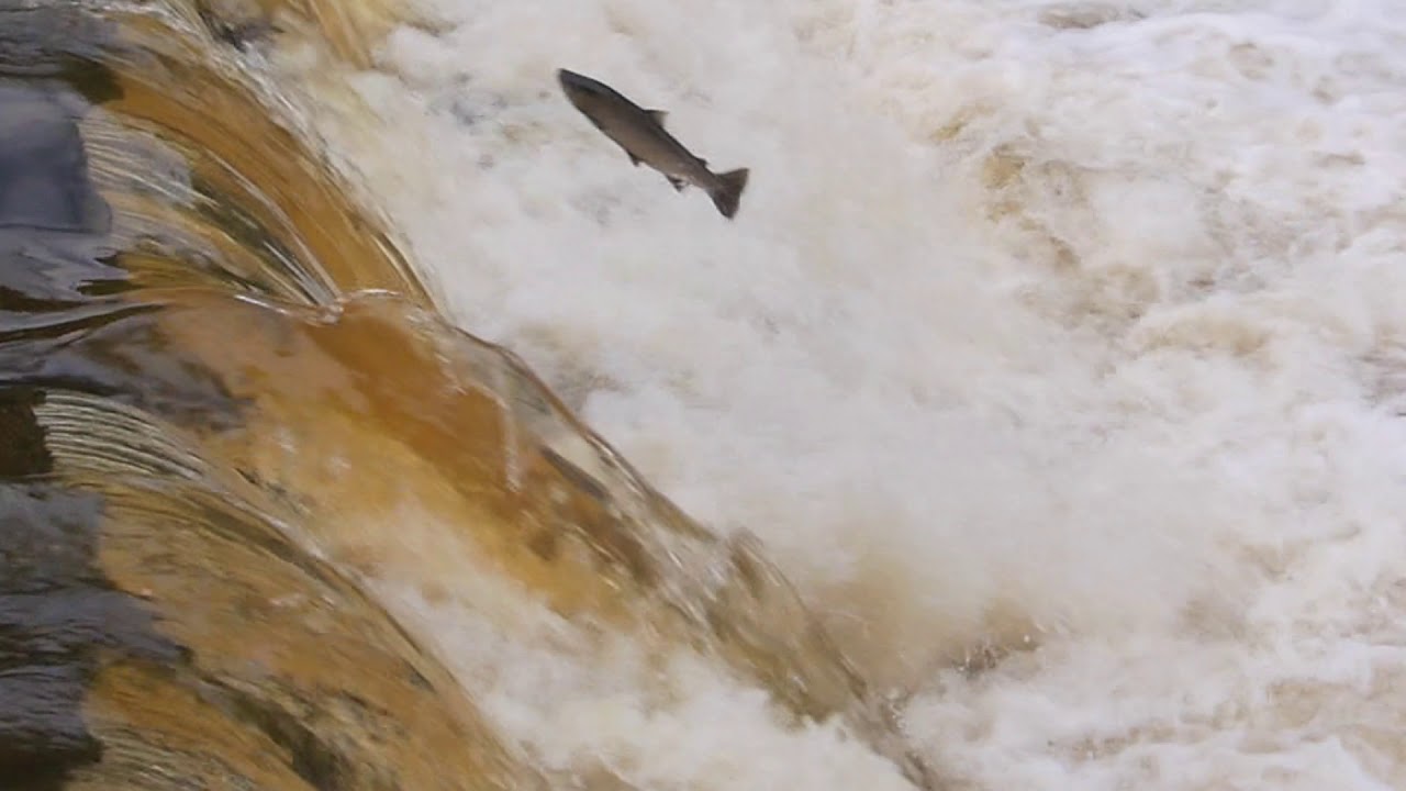 Fish swimming upriver to spawning grounds, Autumn 2019 - YouTube