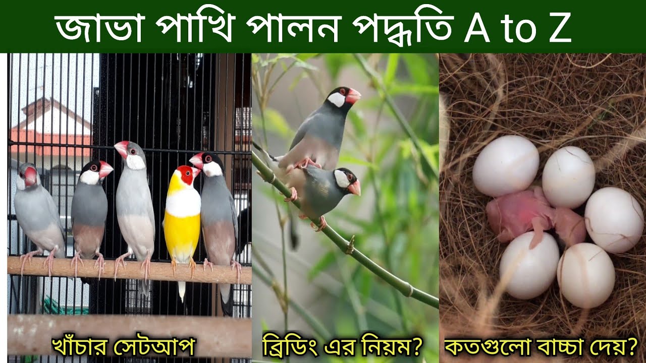 জাভা পাখি পালন পদ্ধতি | Java Sparrow Bird Rearing | Java Pakhi Palon | Java Pakhir Dam - YouTube