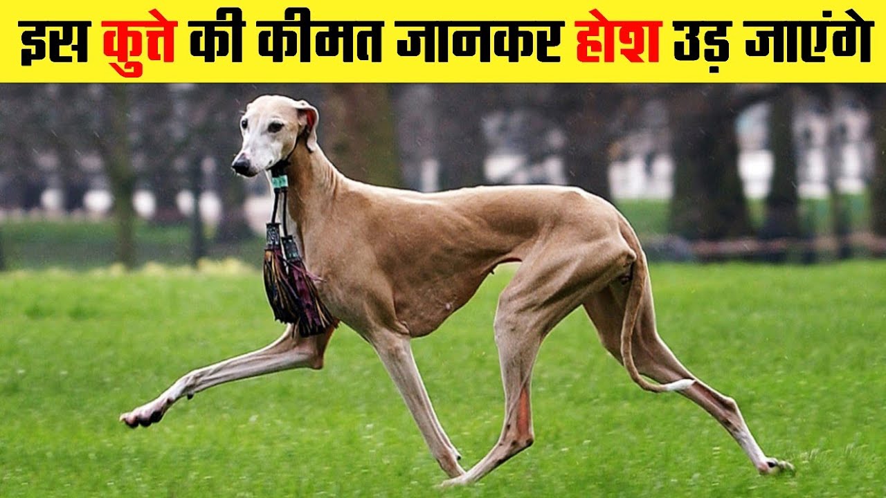 Top 10 Expensive Dog Breeds In The World at Rita Ellis blog