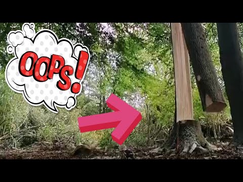Barber chair tree felling..... I messed up, Bad! #chainsawfails - YouTube