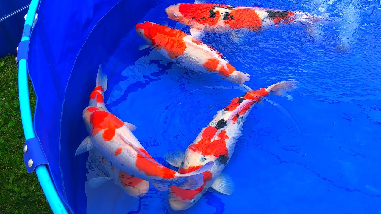 Biggest Koi Fish In The Uk ! BKKS National Koi Show - YouTube