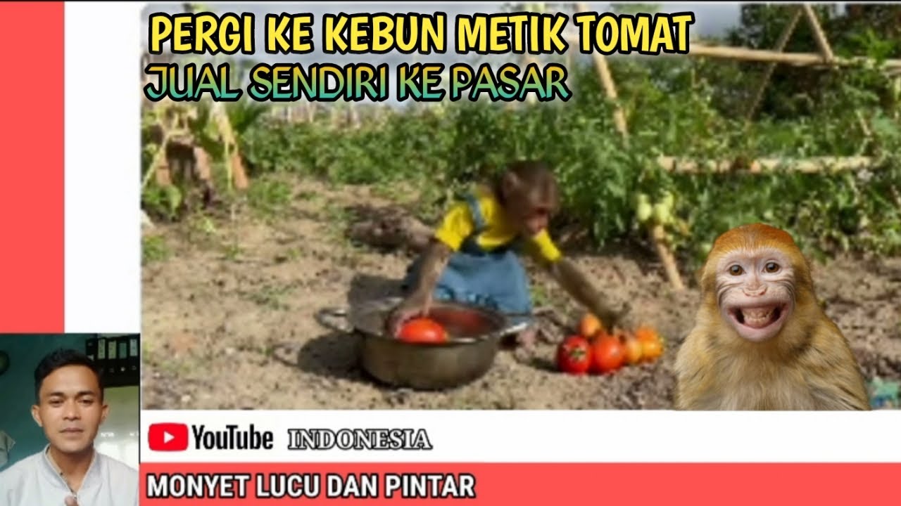 MONYET PINTAR DISURUH MAJIKAN METIKS SAYUR HINGGA MENJUAL KE PASAR ...