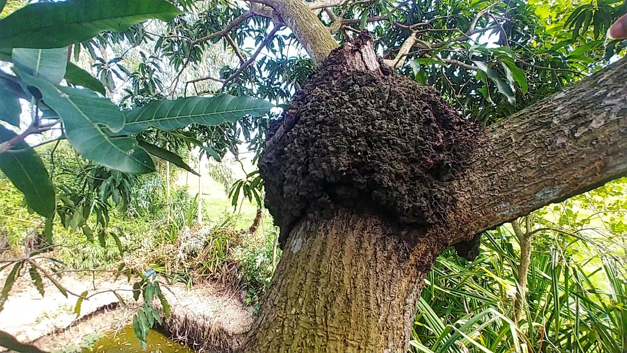 Remove Termite Nest from Mango Tree - YouTube